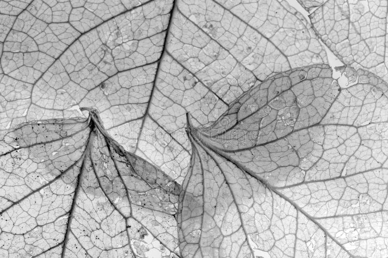 Overlapping leaves texture stock image. Image of overlapping - 49581523