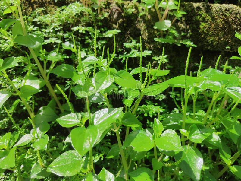Overlapping Plants Growing on the Wall Stock Image - Image of produce ...