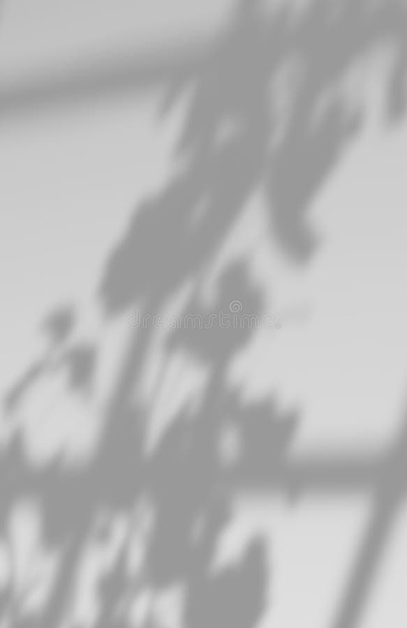 Overlay Backdrop with a Window Frame Shadow Stock Photo - Image of ...