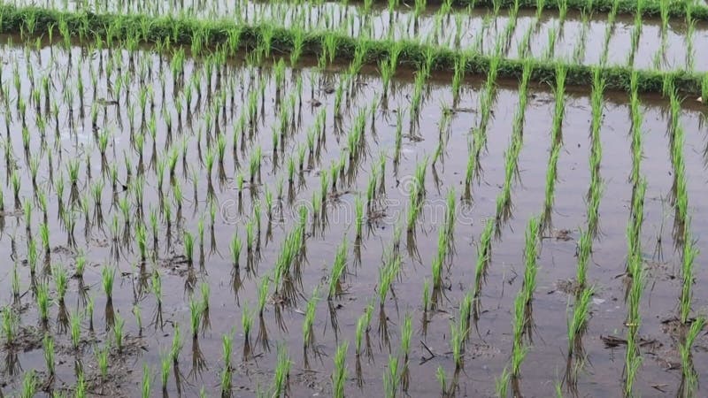 Overlay of Rice Plants in Paddy Stock Video - Video of paddy, rice ...