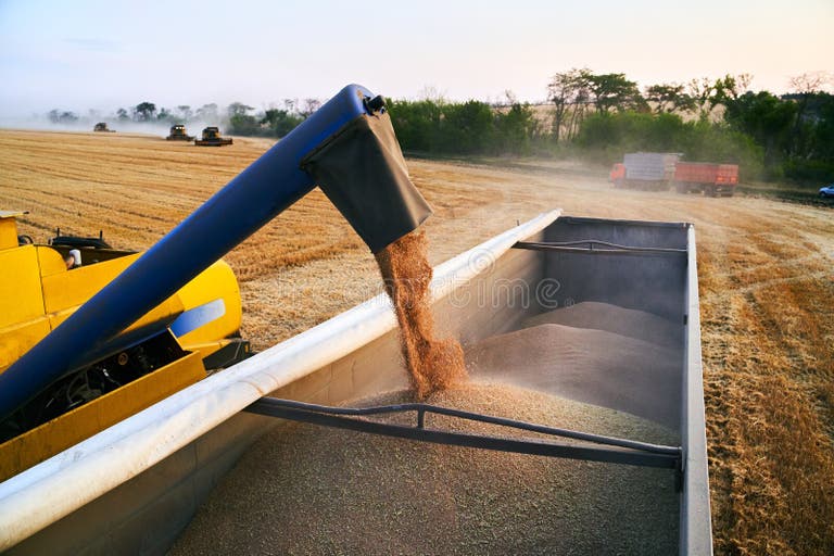 167 Combine Harvester Loading Corn Grain Truck Stock Photos - Free ... 167 Combine Harvester Loading Corn Grain Truck Stock Photos - Free ...