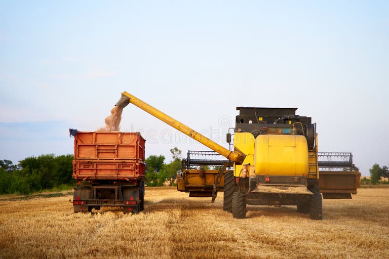 167 Combine Harvester Loading Corn Grain Truck Stock Photos - Free ... 167 Combine Harvester Loading Corn Grain Truck Stock Photos - Free ...