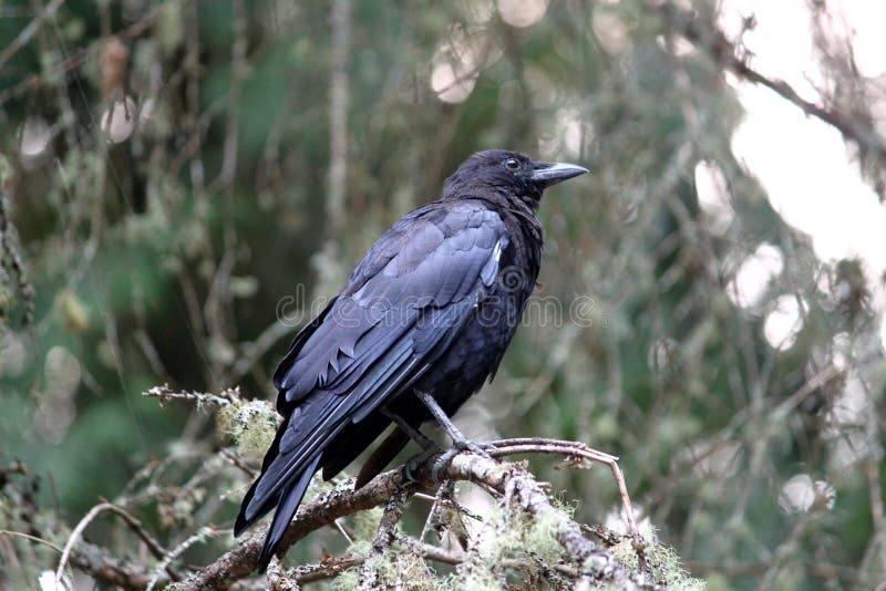 Black Crow Sitting Tree Branch Stock Images - Download 776 Royalty Free ...