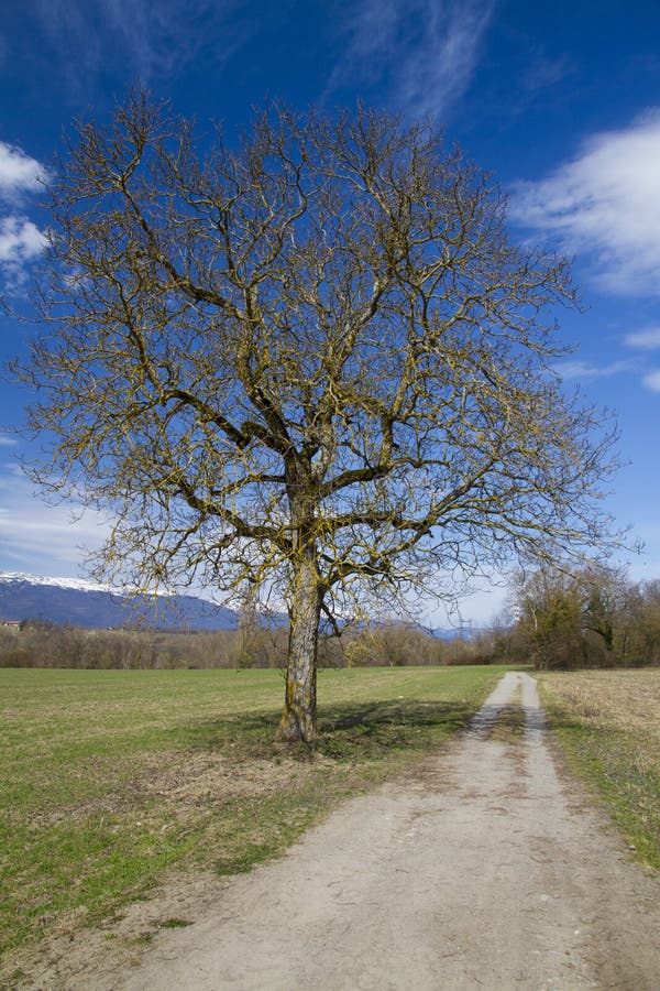 Overlooking tree stock photo. Image of countryside, green - 23898010