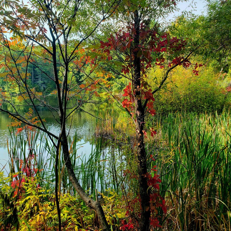 Overlooking the water stock image. Image of grass, vermont - 201480857