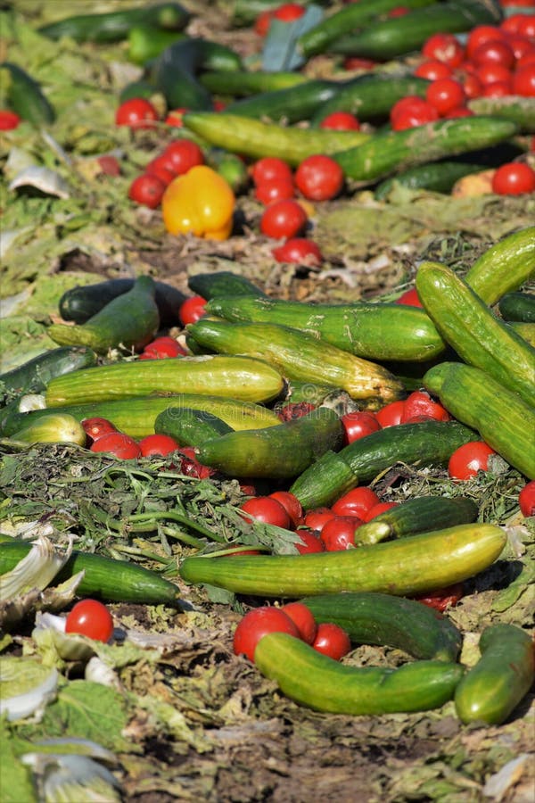 Overproduction stock photo. Image of vegetable, surplus - 161055250