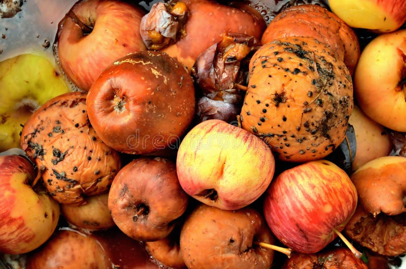 Plums Windfalls Stock Photos - Free & Royalty-Free Stock Photos from ...