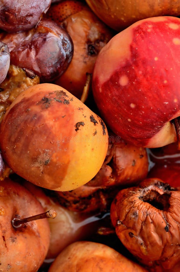 Overripe Apples and Plums Ready for Fermentation for Making Alcohol ...