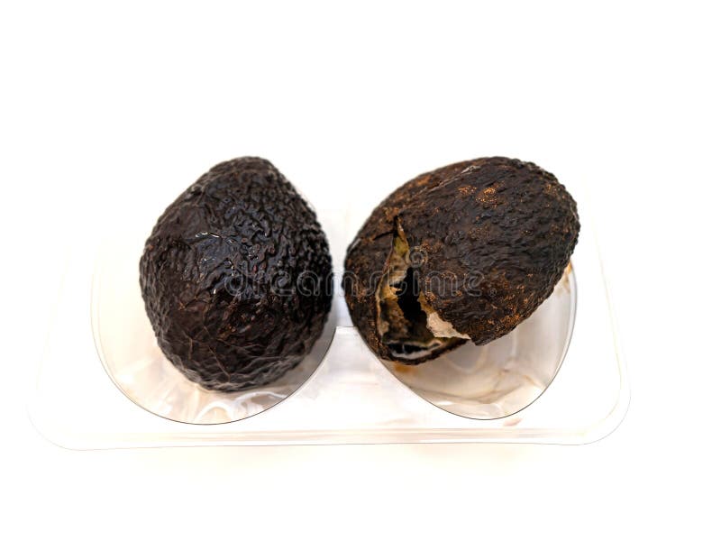 2 Overripe Avocados Spoiled with Mold and Rot. 2 Rotten Avocados in a ...