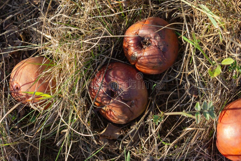 Overripe Colorful Apple Fruit Stock Image - Image of decomposed ...