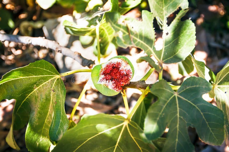 Overripe fig on tree. stock image. Image of closeup, spring - 43170245