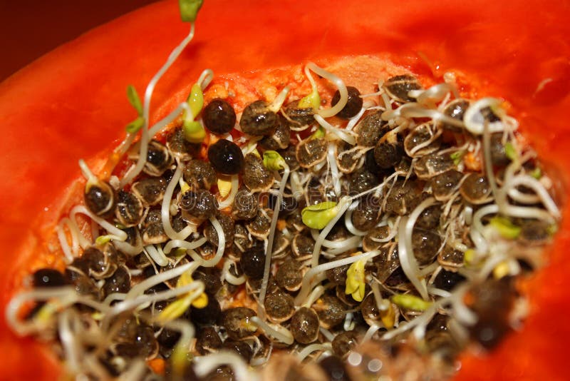 Overripe Fruit stock image. Image of emerging, orange - 56130029