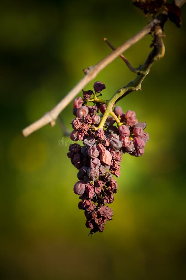 Overripe grape stock photo. Image of beverage, agriculture - 45705176