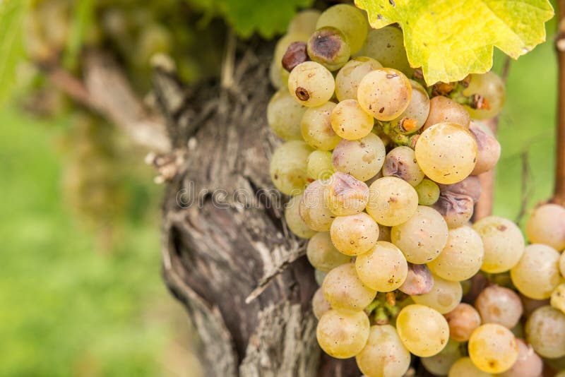 Overripe grapes stock photo. Image of wine, grapes, vine - 78890894