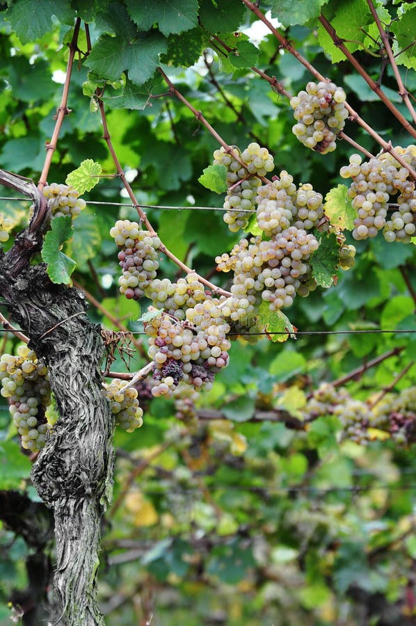 Dead grape stock image. Image of wine, grapes, grape - 35618437