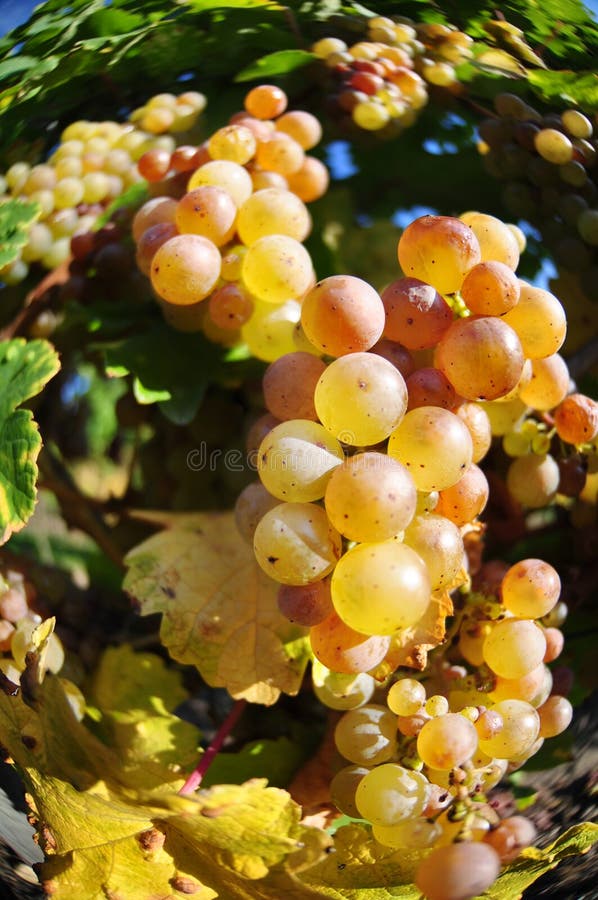 Overripe grapes stock image. Image of branch, green, fruit - 30327649
