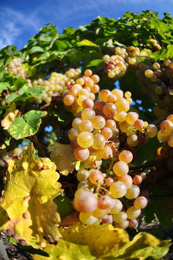 Overripe grapes stock image. Image of grape, bunch, plant - 30327661