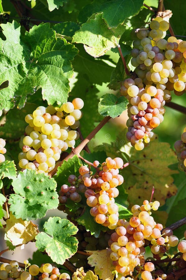 Overripe grapes stock image. Image of food, icewine, botrytis - 30327697