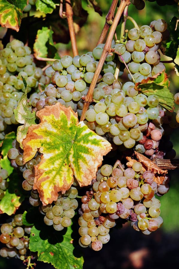 Overripe grapes stock image. Image of branch, botrytis - 30327731