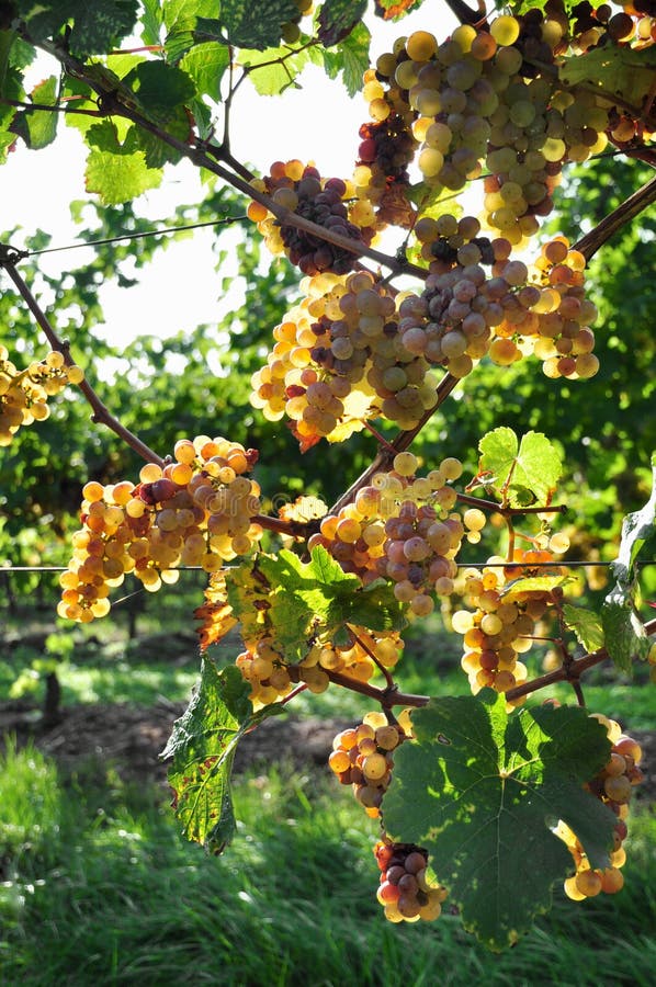 Overripe grapes stock photo. Image of botrytis, crop - 30327790