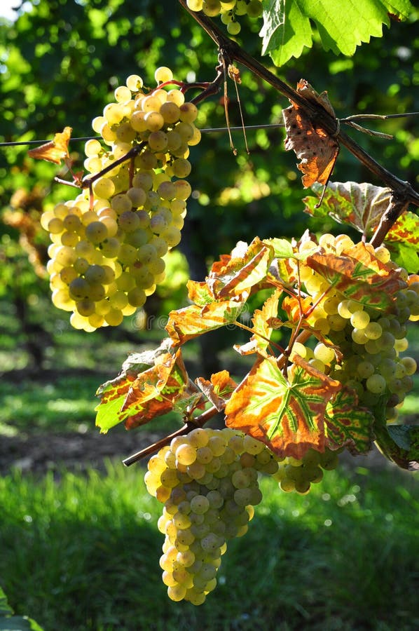 Overripe grapes stock photo. Image of botrytis, crop - 30327790