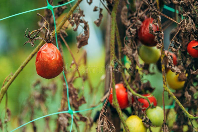Overripe Homegrown Tomato Fruit in Organic Garden Stock Photo - Image ...