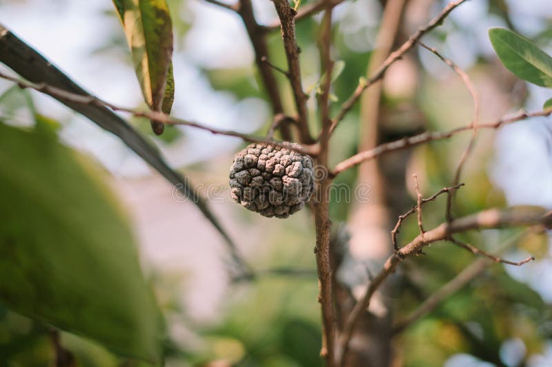 Overripe Noni Fruit Clinging To the Tree, Its Surface Turned Black Over ...