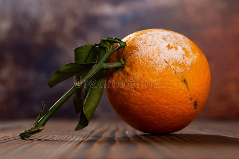 Orange gone bad stock photo. Image of object, orange, fruit - 66572