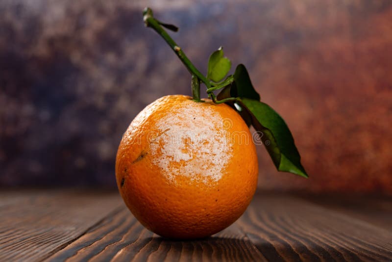 Overripe Orange on a Wood Table Stock Image - Image of insect, disgust ...