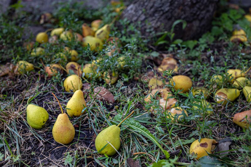 An Overripe Pear Lies on the Grass Under a Tree Stock Photo - Image of ...