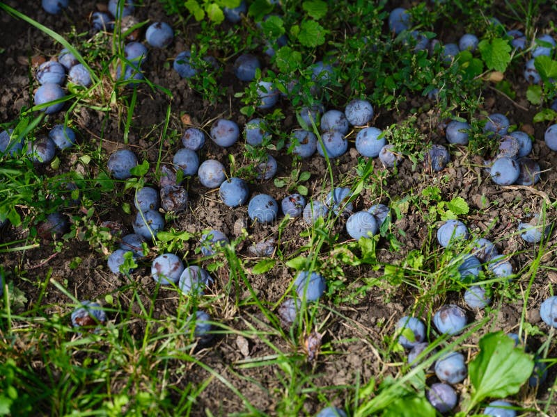 Overripe Plums on the Ground Stock Image - Image of plum, loss: 400997885