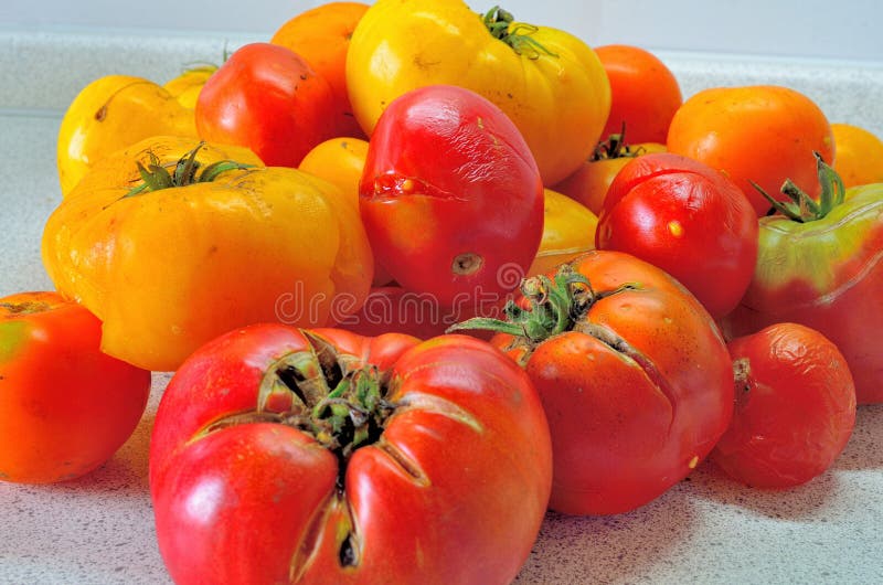 Overripe red tomatoes stock photo. Image of crack, sick - 59134464