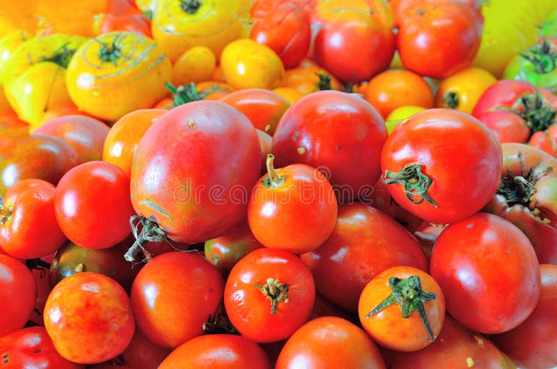 Overripe red tomatoes stock photo. Image of crack, sick - 59134464
