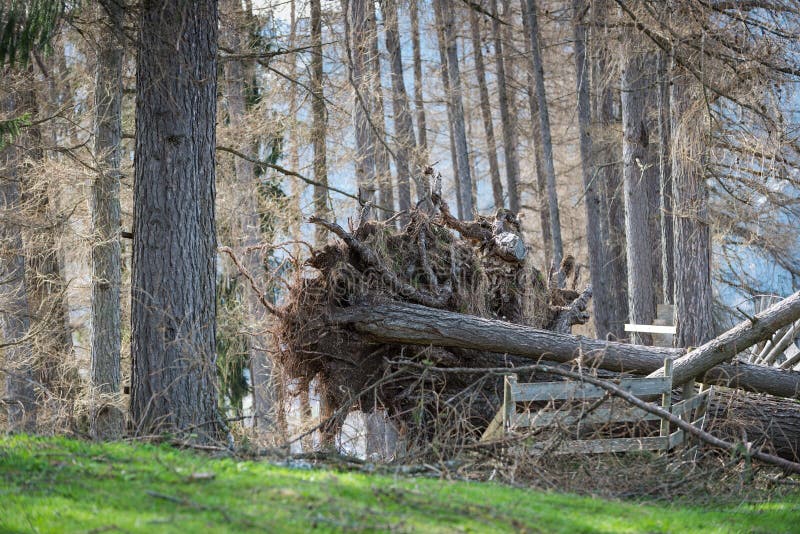 119 Overturned Roots Tree Stock Photos - Free & Royalty-Free Stock ...