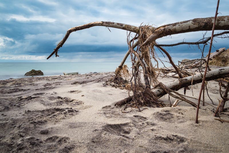 Overthrown Tree on Shore of the Baltic Sea Stock Image - Image of ...