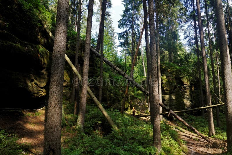 Overthrown Trees in the National Park of Saxon Switzerland Stock Photo ...