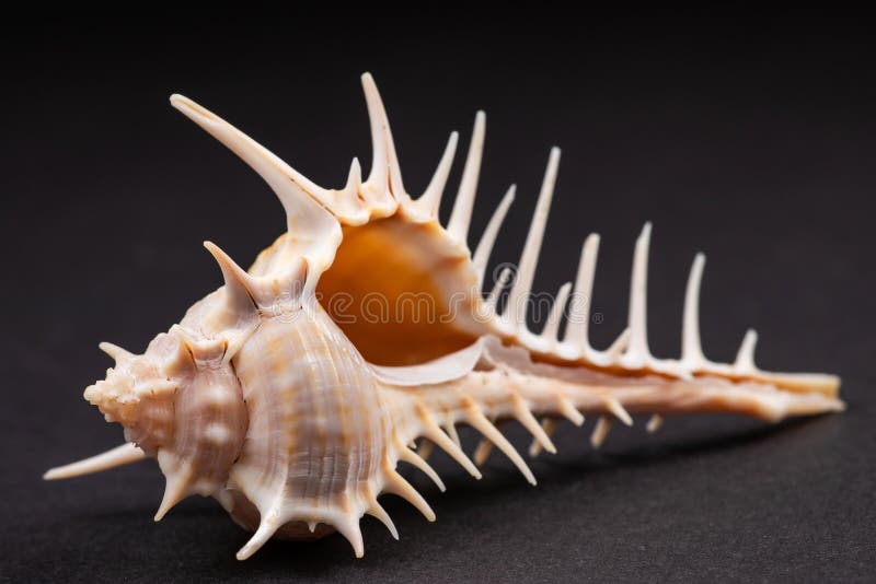 110 Spiny Mollusk Seashell Stock Photos - Free & Royalty-Free Stock ...