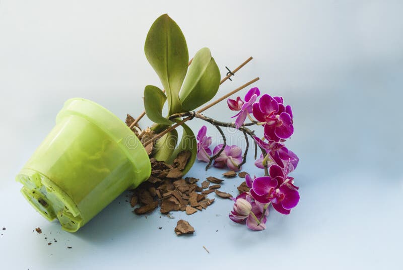 An Overturned, Sprinkled Flower Pot with an Orchid. a Fallen Flower ...