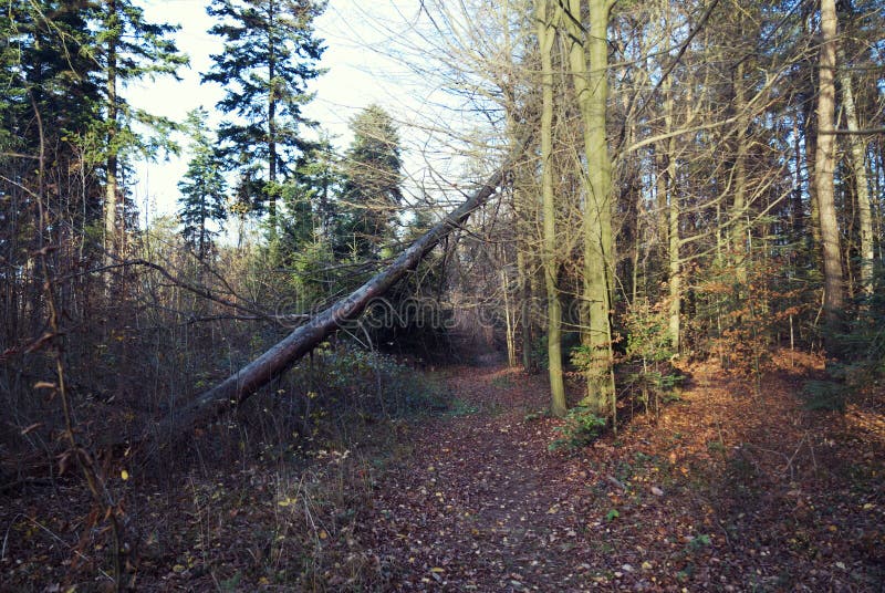 Overturned Tree in the Autumn Forest at Sunrise. Stock Image - Image of ...