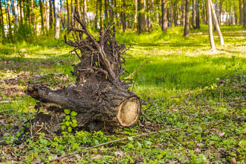 508 Tree Overturned Photos - Free & Royalty-Free Stock Photos from ...