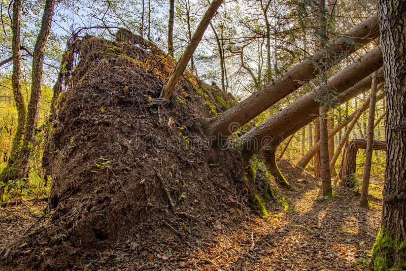Overturned Fir Tree, Leaning on House Roof Stock Image - Image of storm ...
