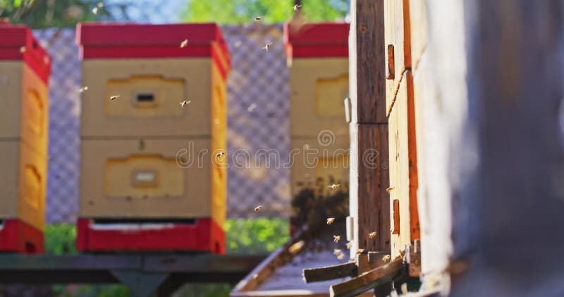View of Bees and Hives in Apiary Stock Video - Video of boxes, view ...