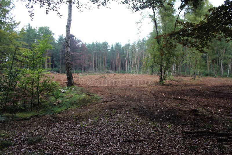 Chopped forest stock image. Image of outdoors, lumberjack - 98926315