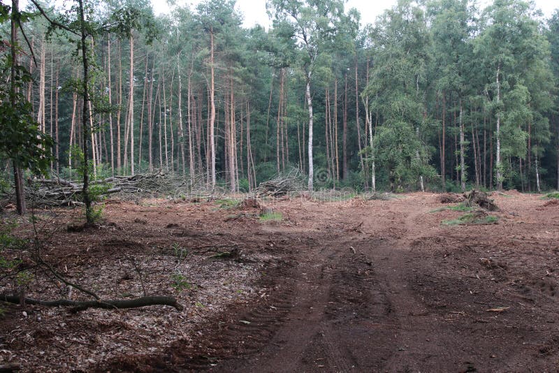 Chopped forest stock image. Image of leaves, chop, material - 98926185