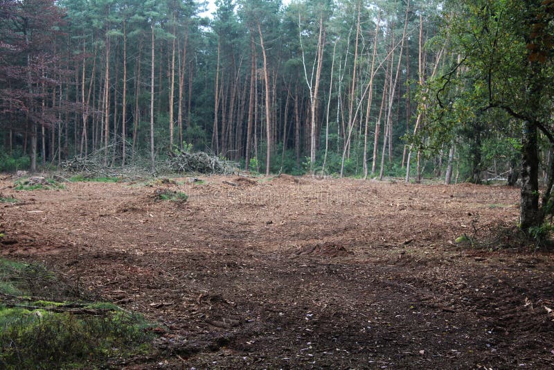 Chopped forest stock photo. Image of ecology, male, industrial - 98926188