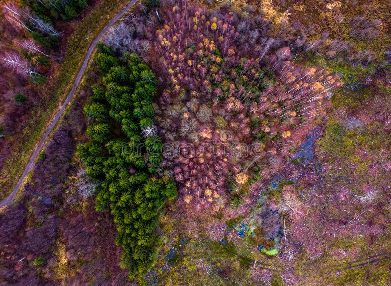 Overview of forest stock image. Image of color, green - 107085955