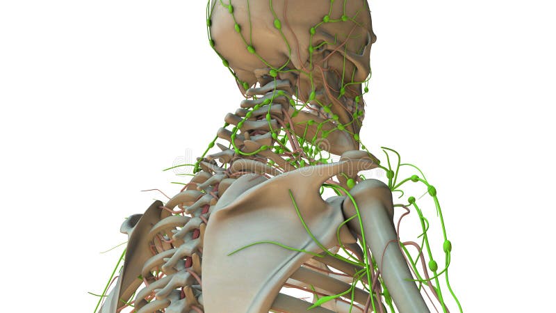 An Overview of the Human Lymphatic System Stock Illustration ...