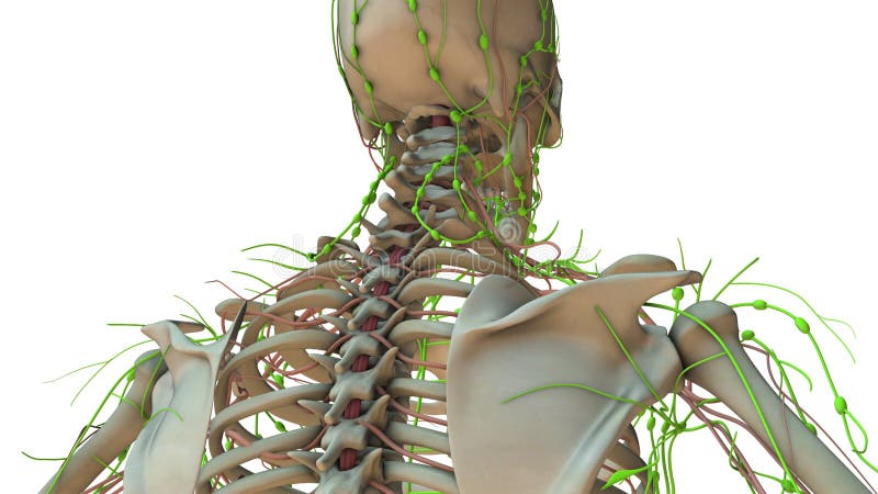 Human Lymphatic System 3d Animation Stock Video - Video of vein ...
