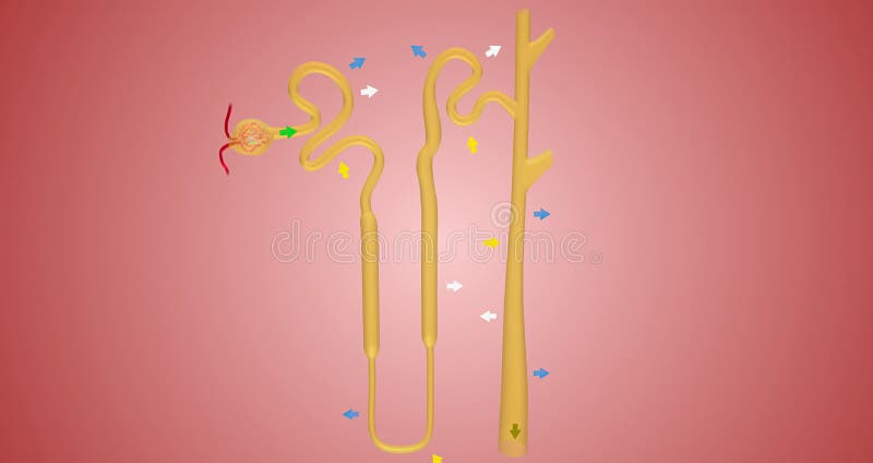 The Overview of Nephron Function Stock Illustration - Illustration of ...
