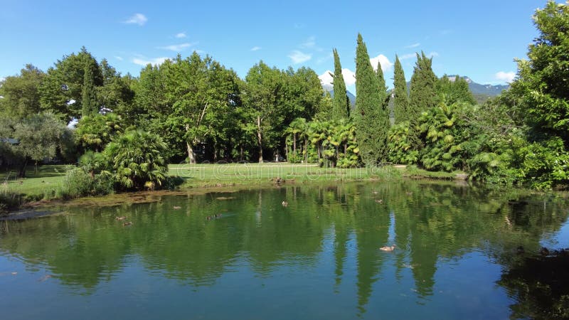 Overview of a Pond Surrounded by Greenery with Various Birds Swimming ...